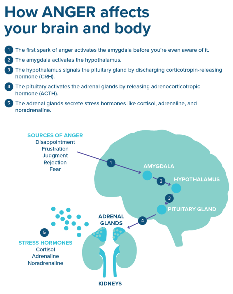 The Neuroscience of Anger | Mental Health Academy