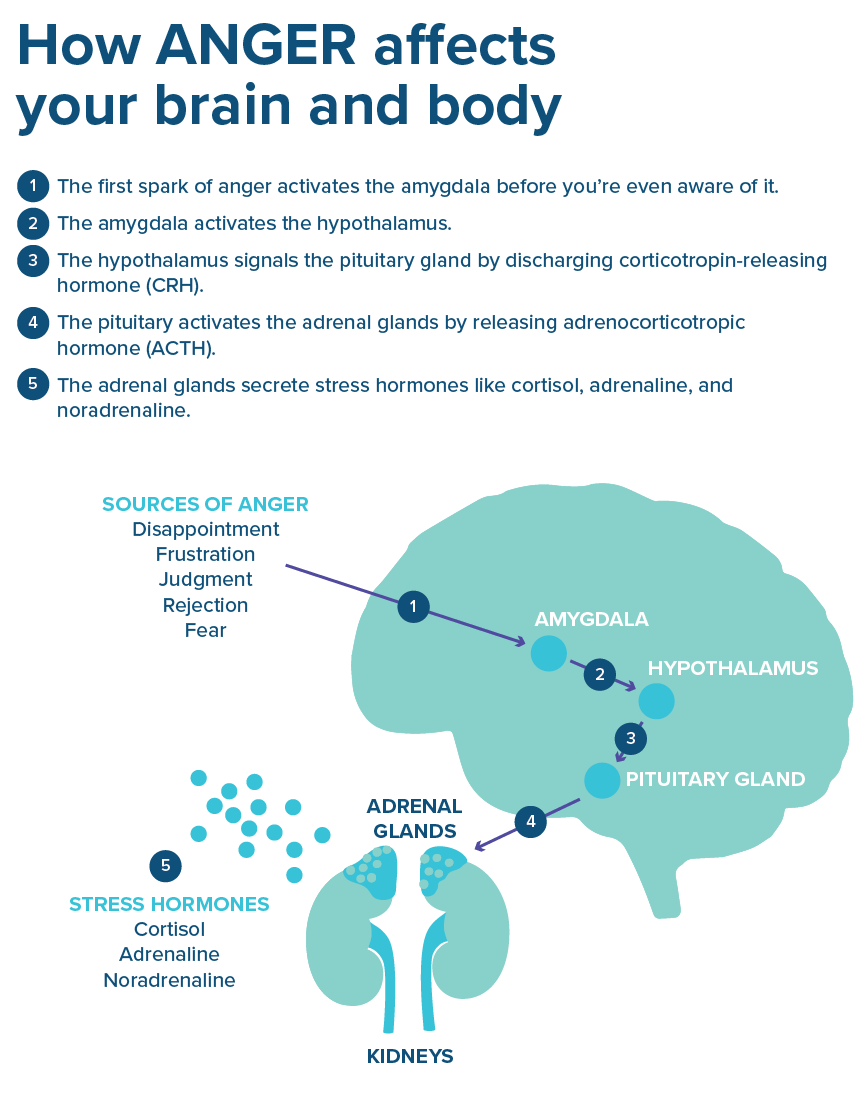 The Neuroscience of Anger | Mental Health Academy