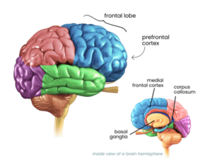 ADHD vs Neurotypical Brains | Mental Health Academy